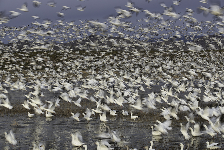 Birds of Bosque del Apache - ScottM Photos